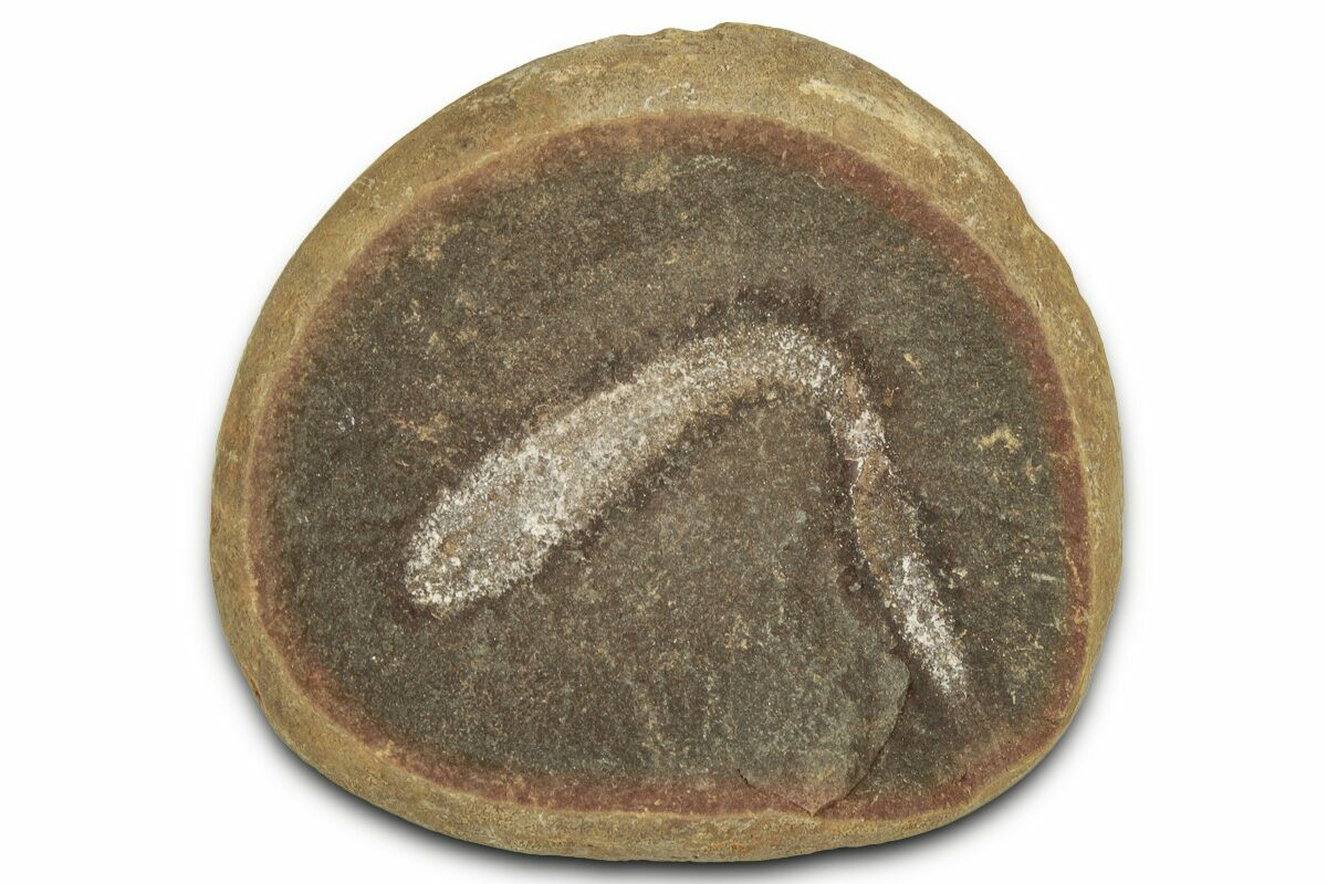 1.2" Pennsylvanian Worm (Didontogaster) Fossil - Mazon Creek (#325911 ...