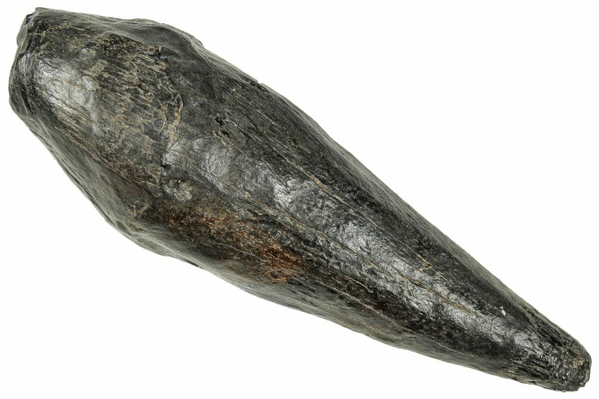 4.4" Fossil Sperm Whale (Scaldicetus) Tooth - South Carolina (#321846 ...