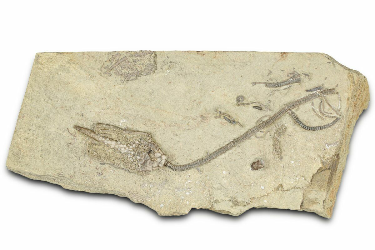 4.75" Fossil Crinoid (Macrocrinus) - Indiana (#326060) For Sale ...