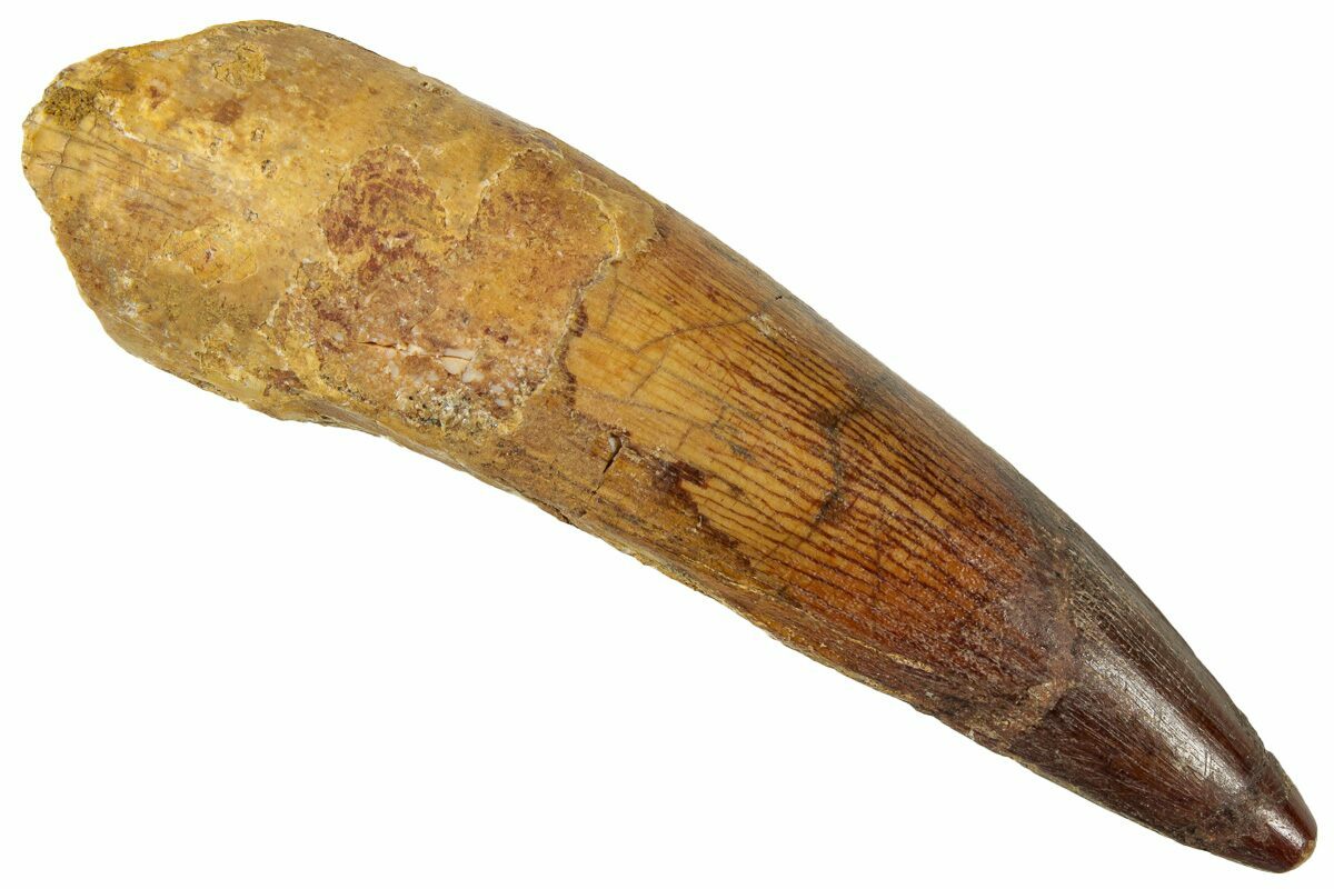 2.62" Fossil Spinosaurus Tooth - Real Dinosaur Tooth (#326280) For Sale ...