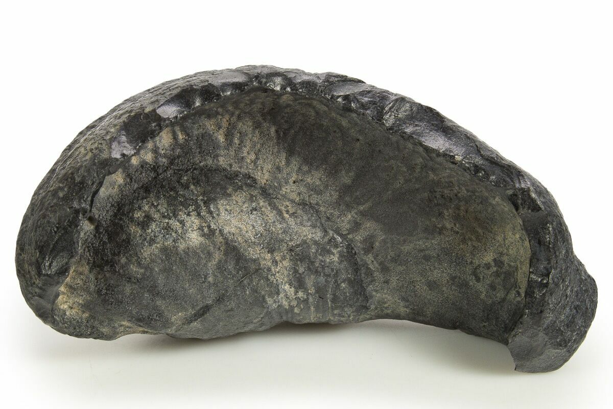 4.1" Large, Fossil Whale Ear Bone - South Carolina (#325706) For Sale ...