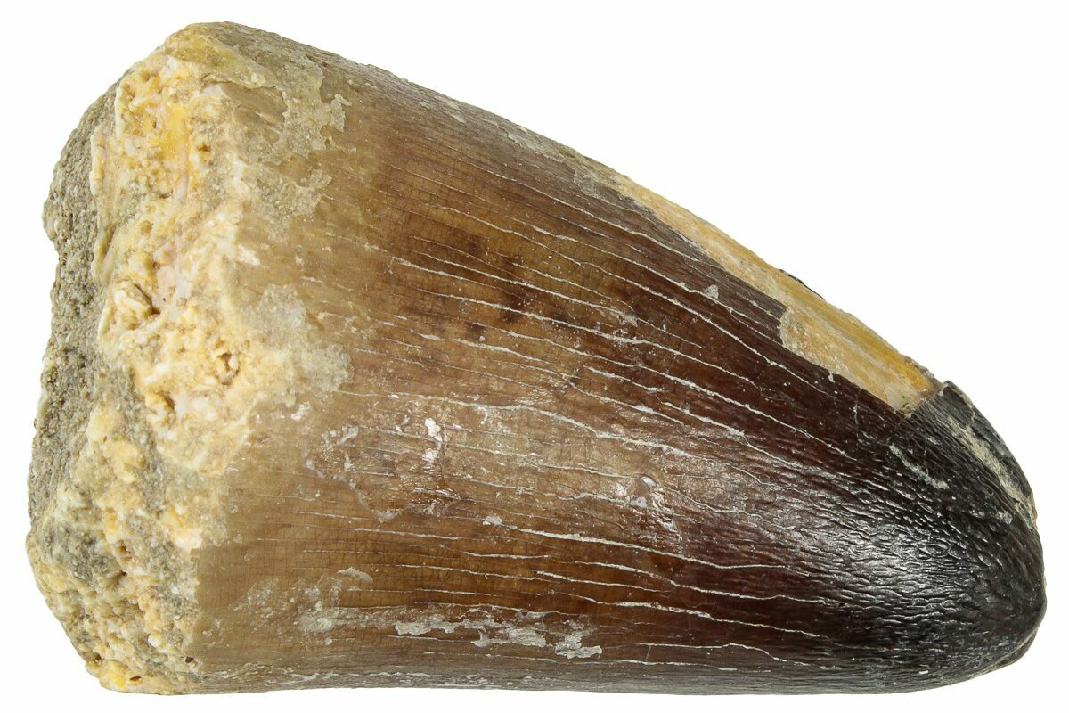 1.8" Fossil Mosasaur (Prognathodon) Tooth - Morocco (#326495) For Sale ...