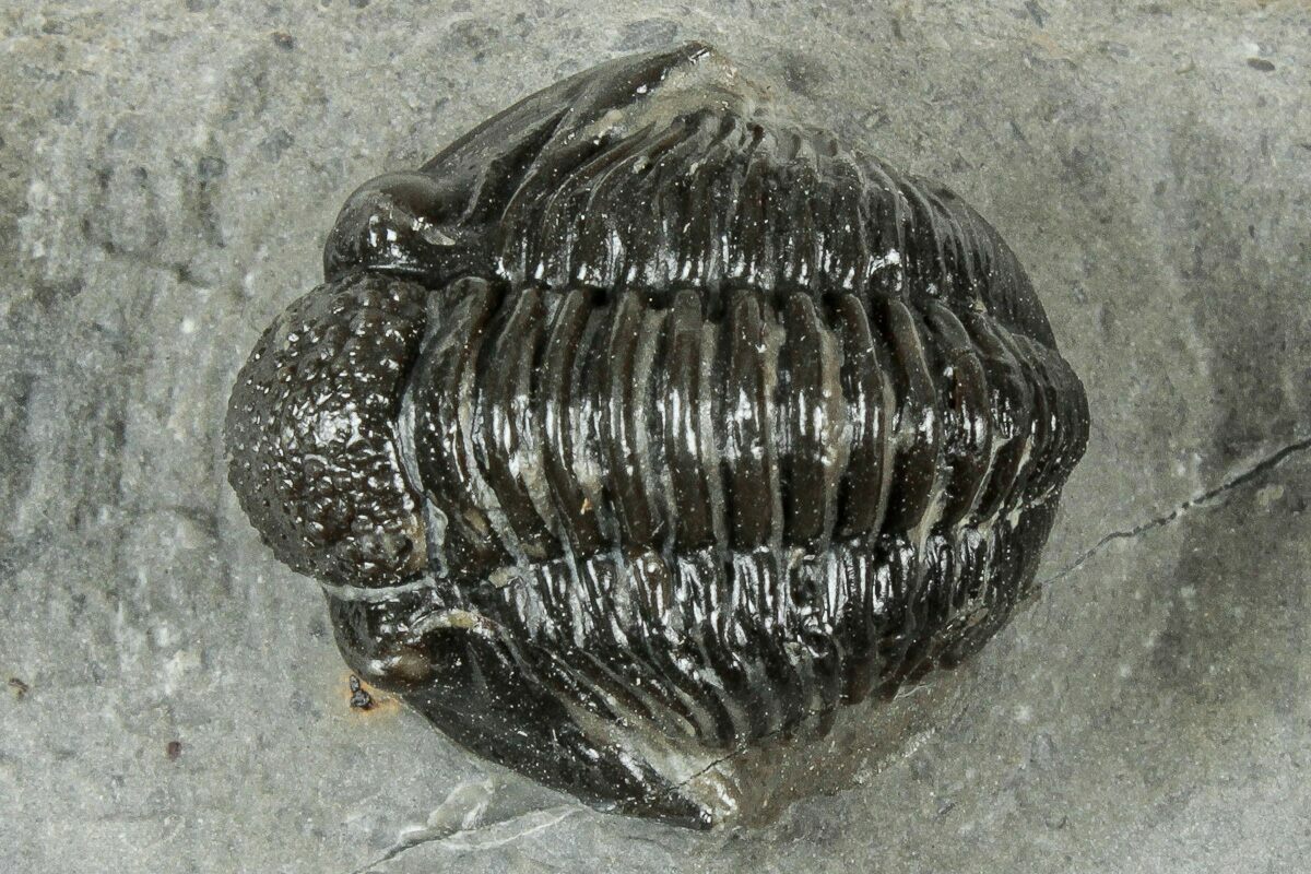 .9" Detailed Proetid (Gerastos) Trilobite Fossil - Morocco (#325855 ...