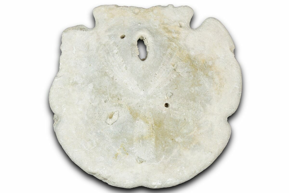 3.5" Pliocene Sand Dollar (Encope) Fossil - Florida (#327205) For Sale ...