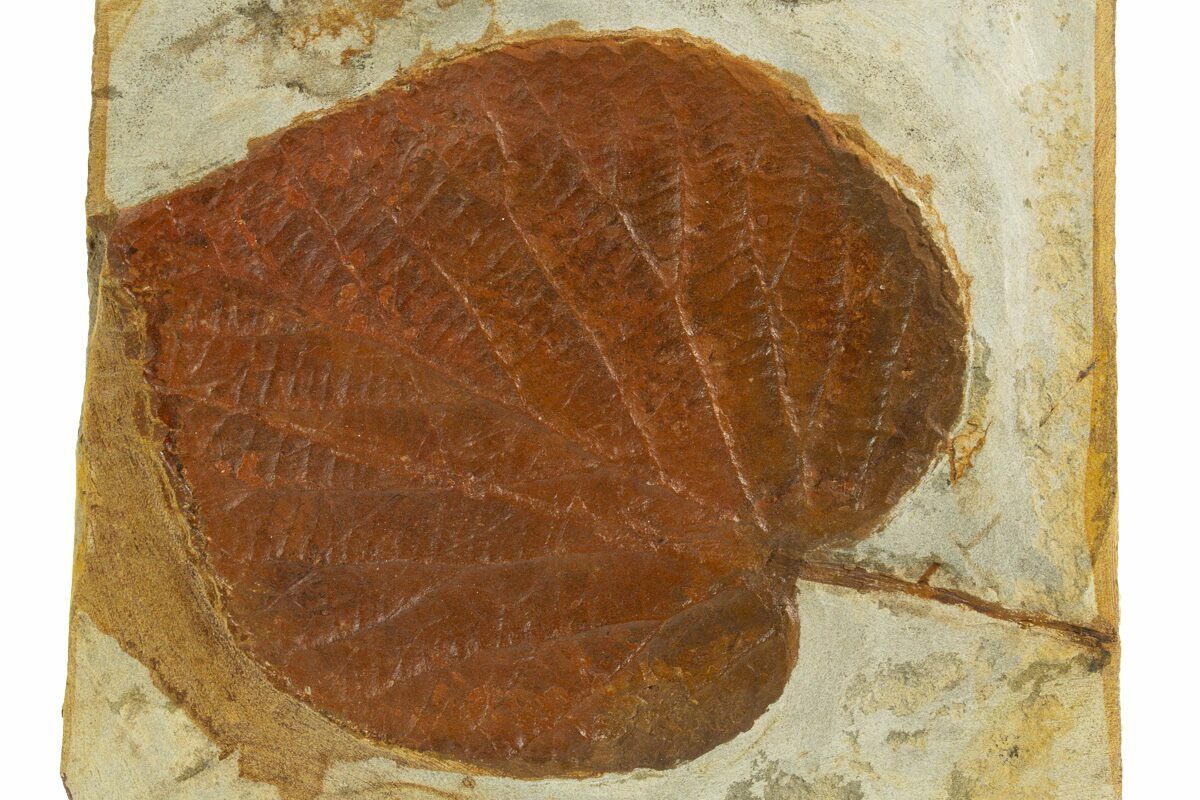 3.6" Fossil Leaf (Davidia) - Montana (#327175) For Sale - FossilEra.com