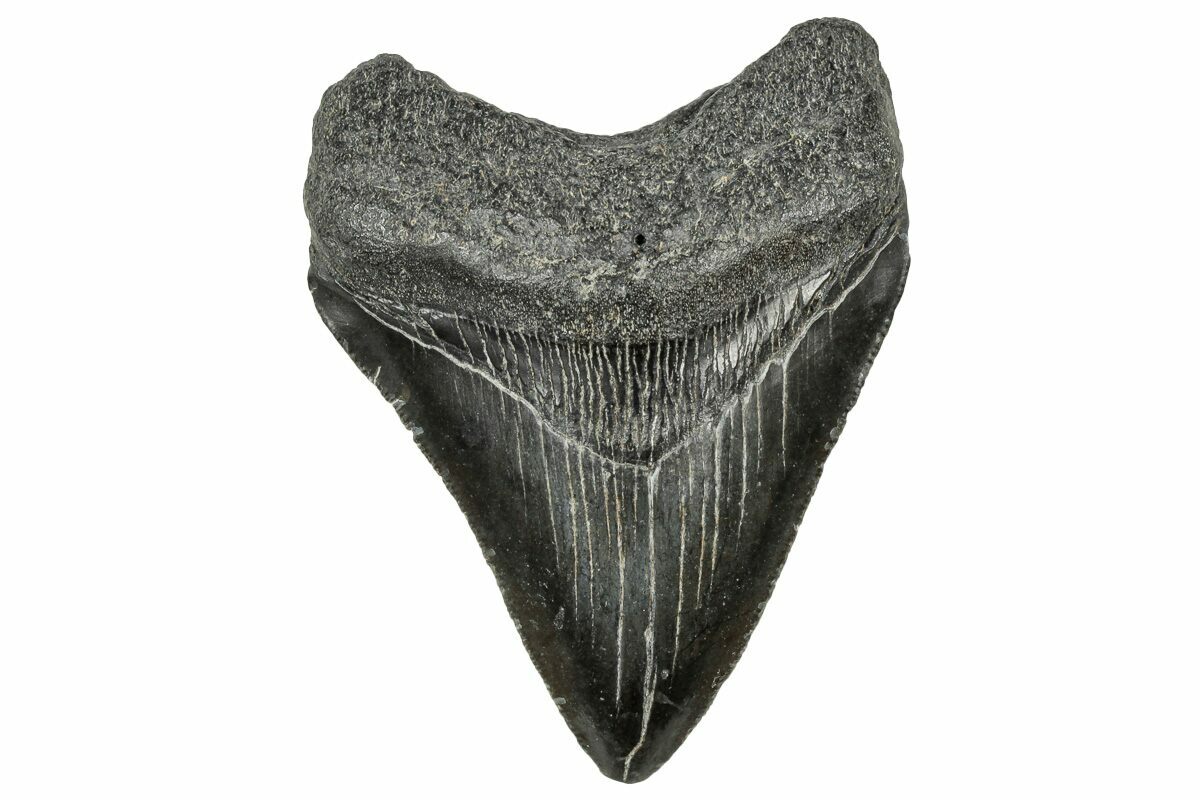 Serrated, 3.11" Fossil Megalodon Tooth - South Carolina (#327572) For ...