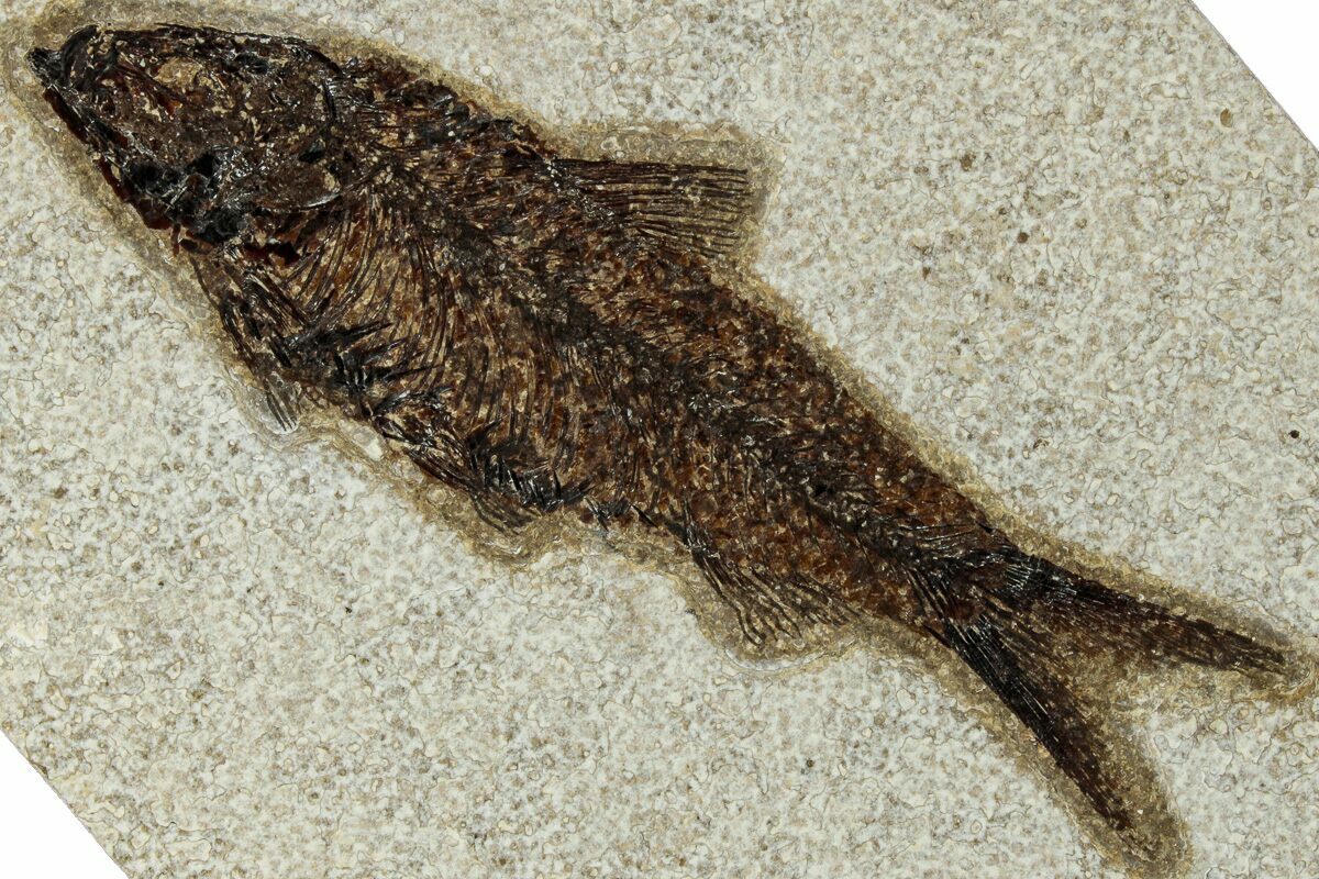 4.8" Detailed Fossil Fish (Knightia) - Wyoming (#327866) For Sale ...