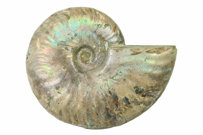 4" Silver Iridescent Ammonite (Cleoniceras) Fossil - Madagascar ...