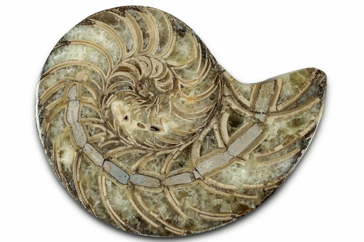 4.4" Cut & Polished Jurassic Nautilus Fossil (Half) - Madagascar ...