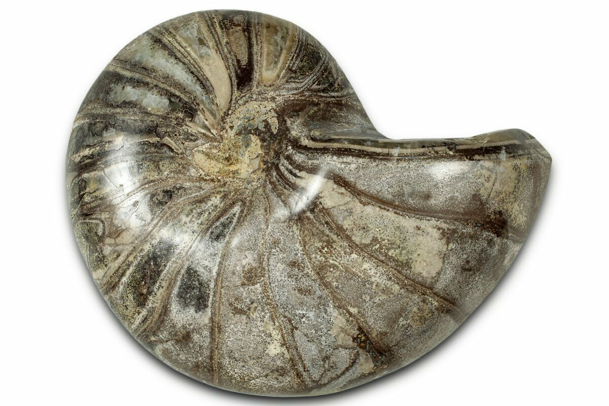 4.4" Cut & Polished Jurassic Nautilus Fossil (Half) - Madagascar ...