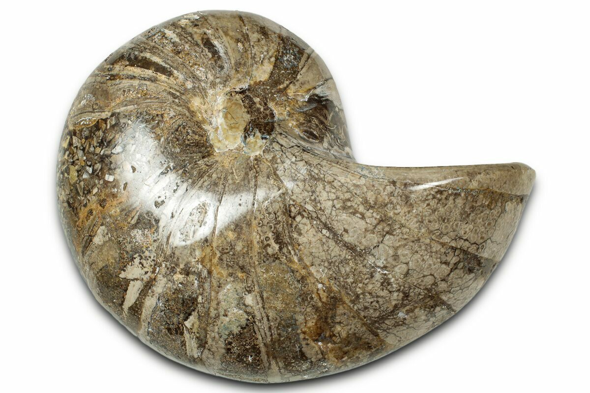 5.2" Cut & Polished Jurassic Nautilus Fossil (Half) - Madagascar ...
