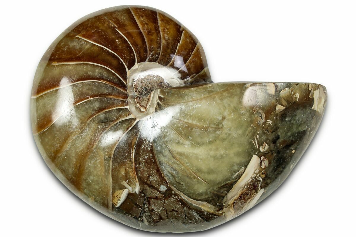 3.4" Polished Fossil Nautilus - Madagascar (#328075) For Sale ...