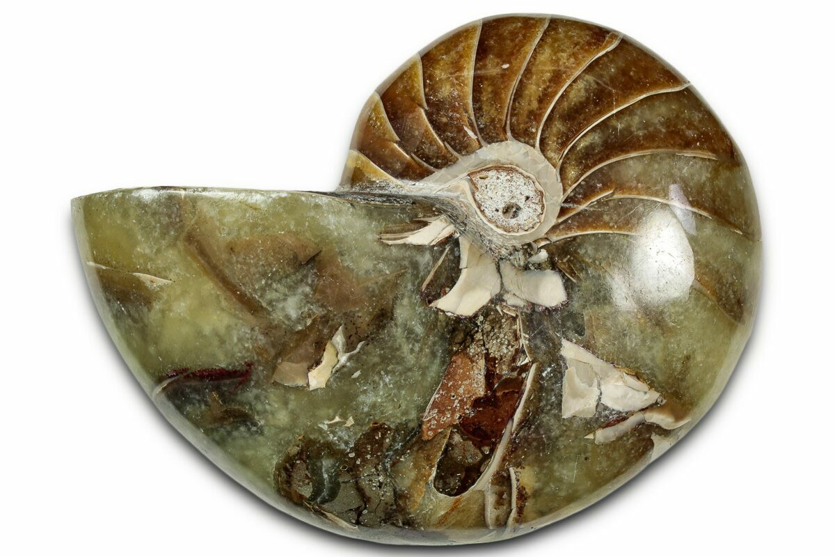 3.4" Polished Fossil Nautilus - Madagascar (#328075) For Sale ...