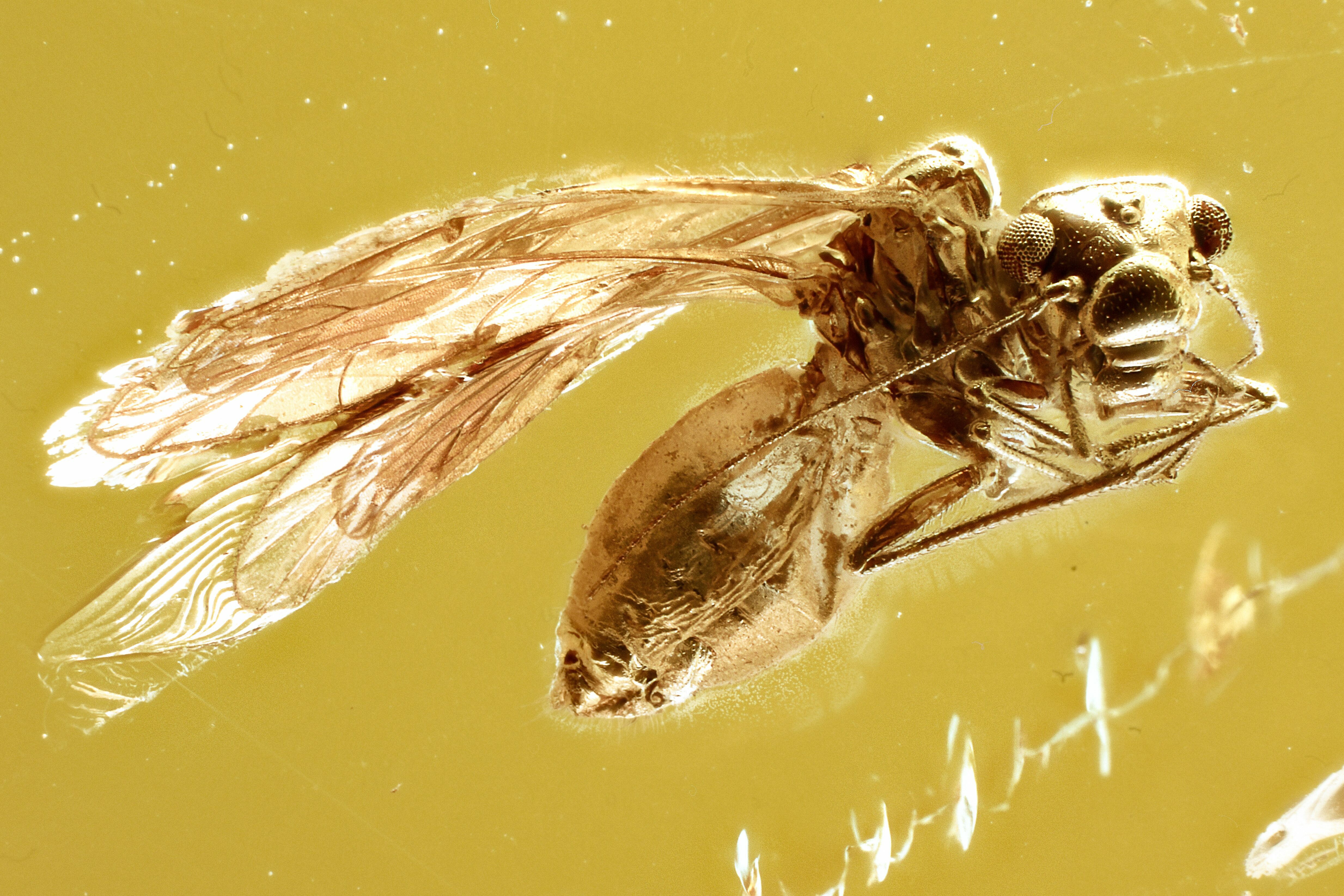 Detailed Fossil Barklouse (Psocoptera) In Baltic Amber (#328198) For ...