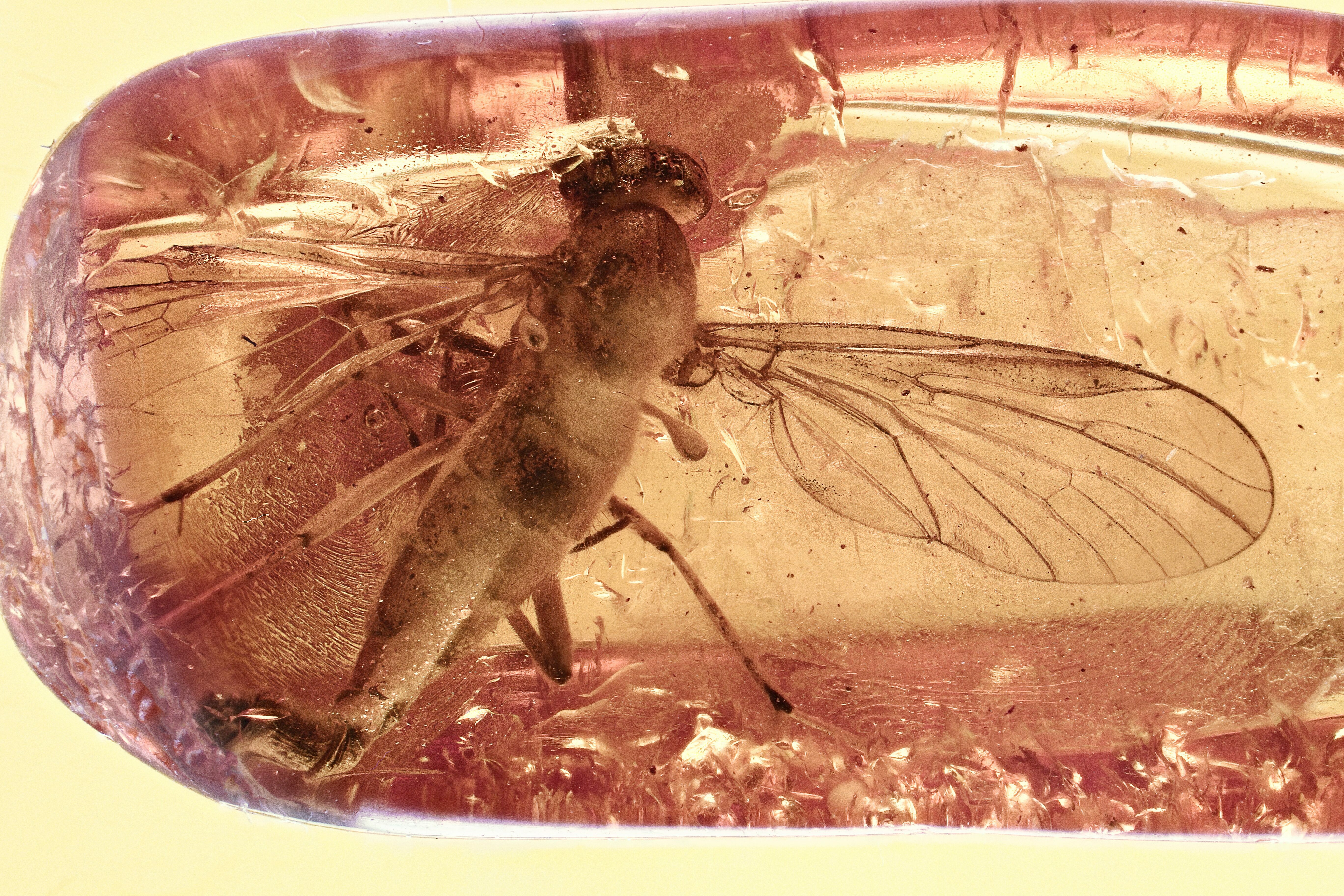 Detailed Fossil Predatory Snipe Fly (Rhagionidae) In Baltic Amber ...