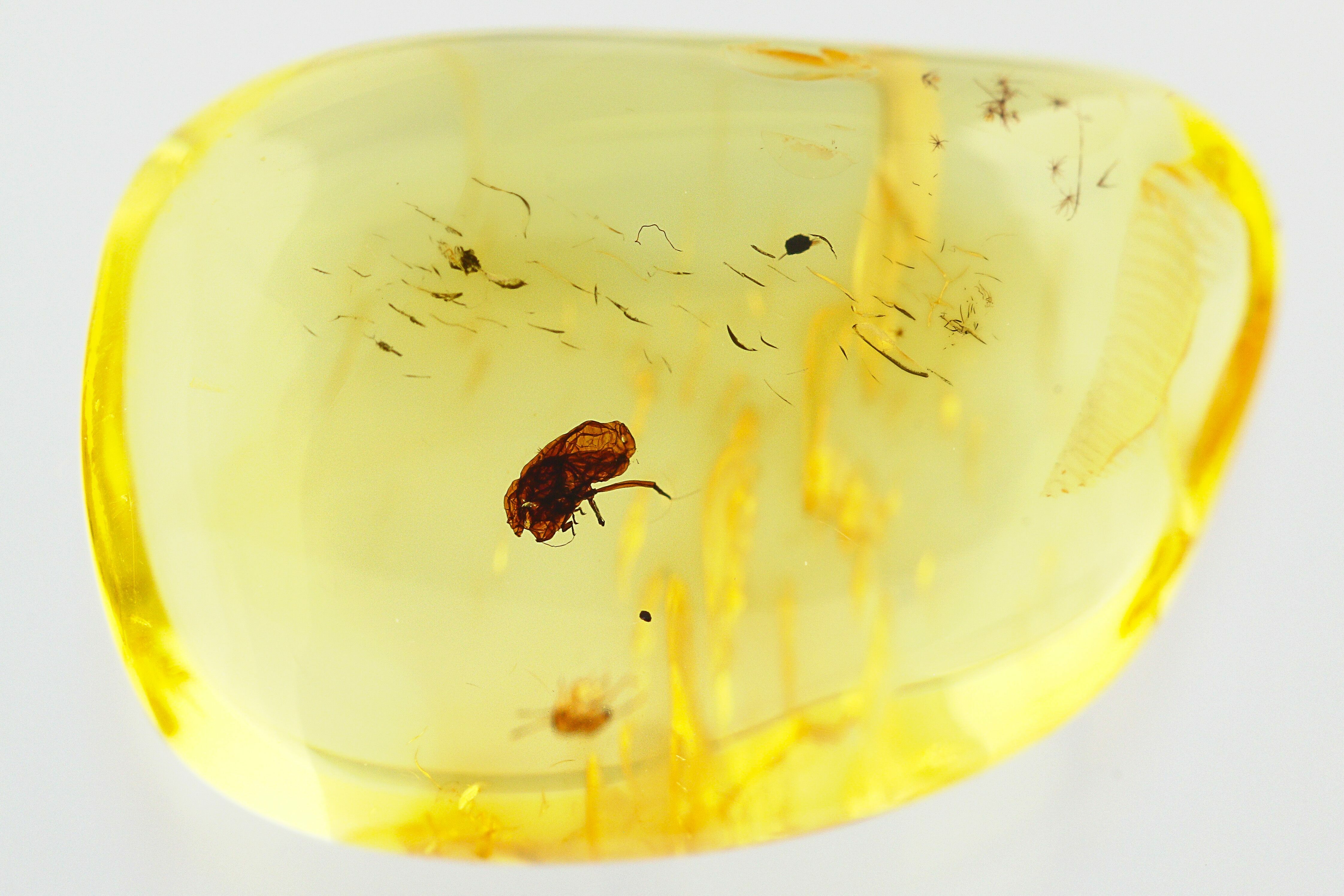 Tiny Fossil True Bug Nymph and Aphid Exuvia In Baltic Amber (#328179 ...
