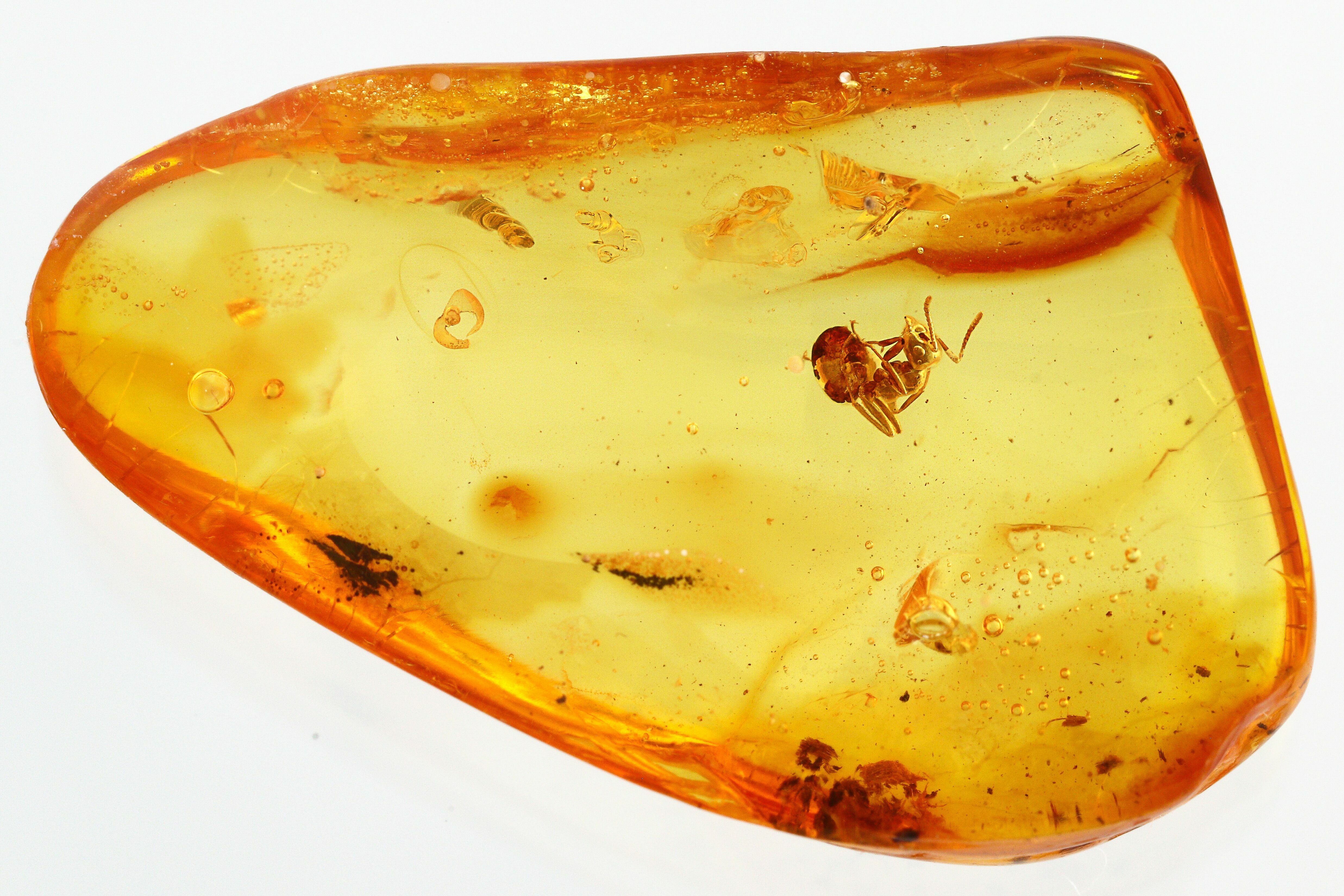 Detailed Fossil Ant (Formicidae) In Baltic Amber (#328215) For Sale ...
