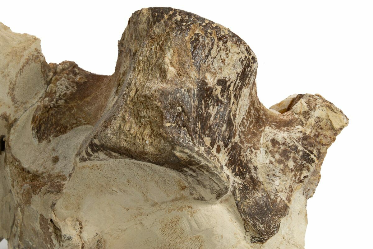 8.8" Fossil Plesiosaur (Thililua?) Vertebrae in Rock - Asfla, Morocco ...