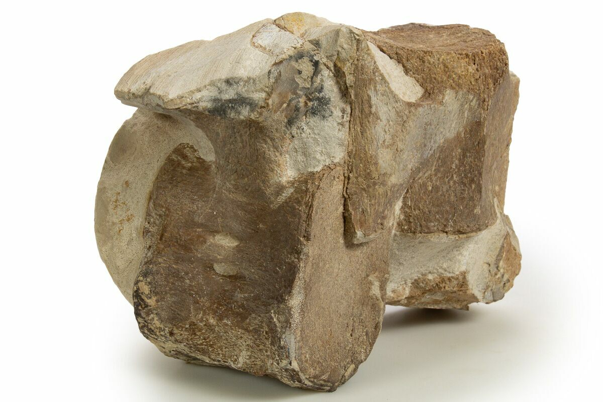 6.5" Fossil Plesiosaur (Thililua?) Vertebrae in Rock - Asfla, Morocco ...