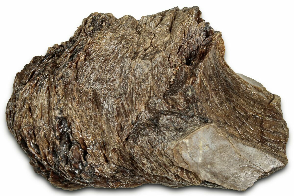 2" Fossil Tyrannosaur (T. rex) Bone Section - Wyoming (#328681) For ...