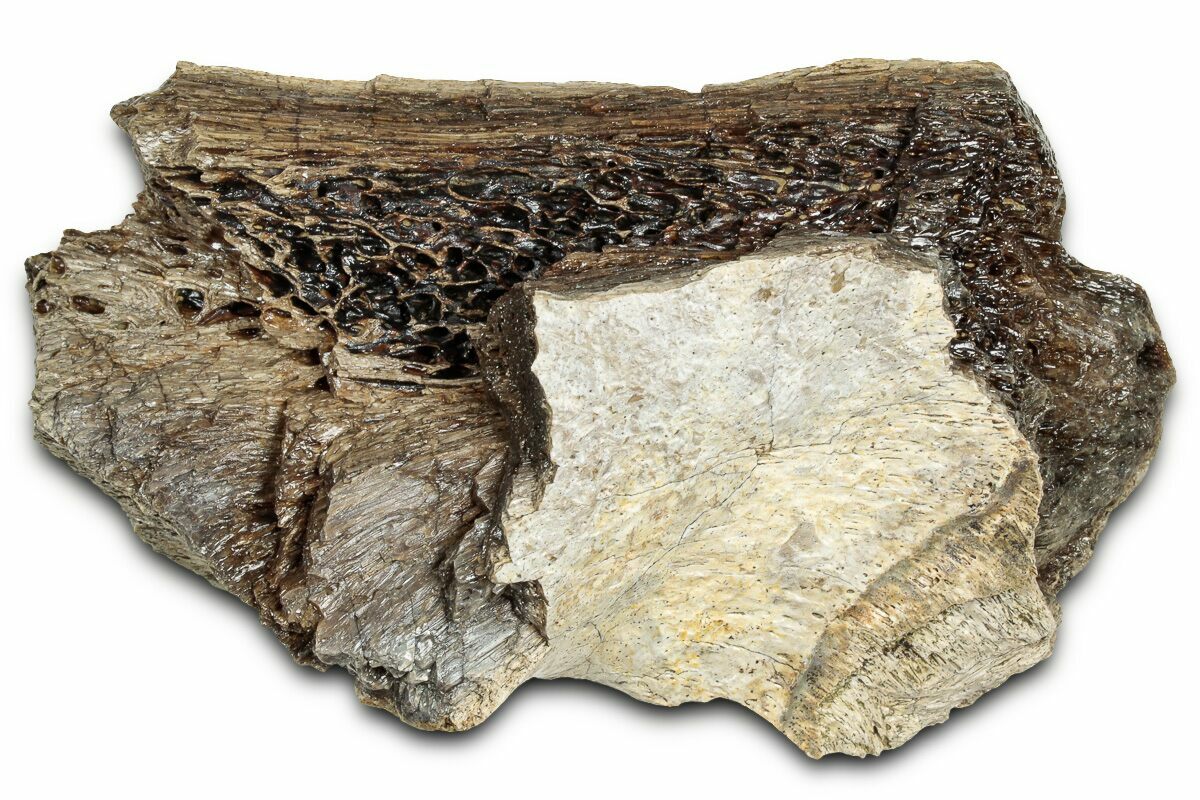 3" Fossil Tyrannosaur (T. rex) Bone Section - Wyoming (#328726) For ...