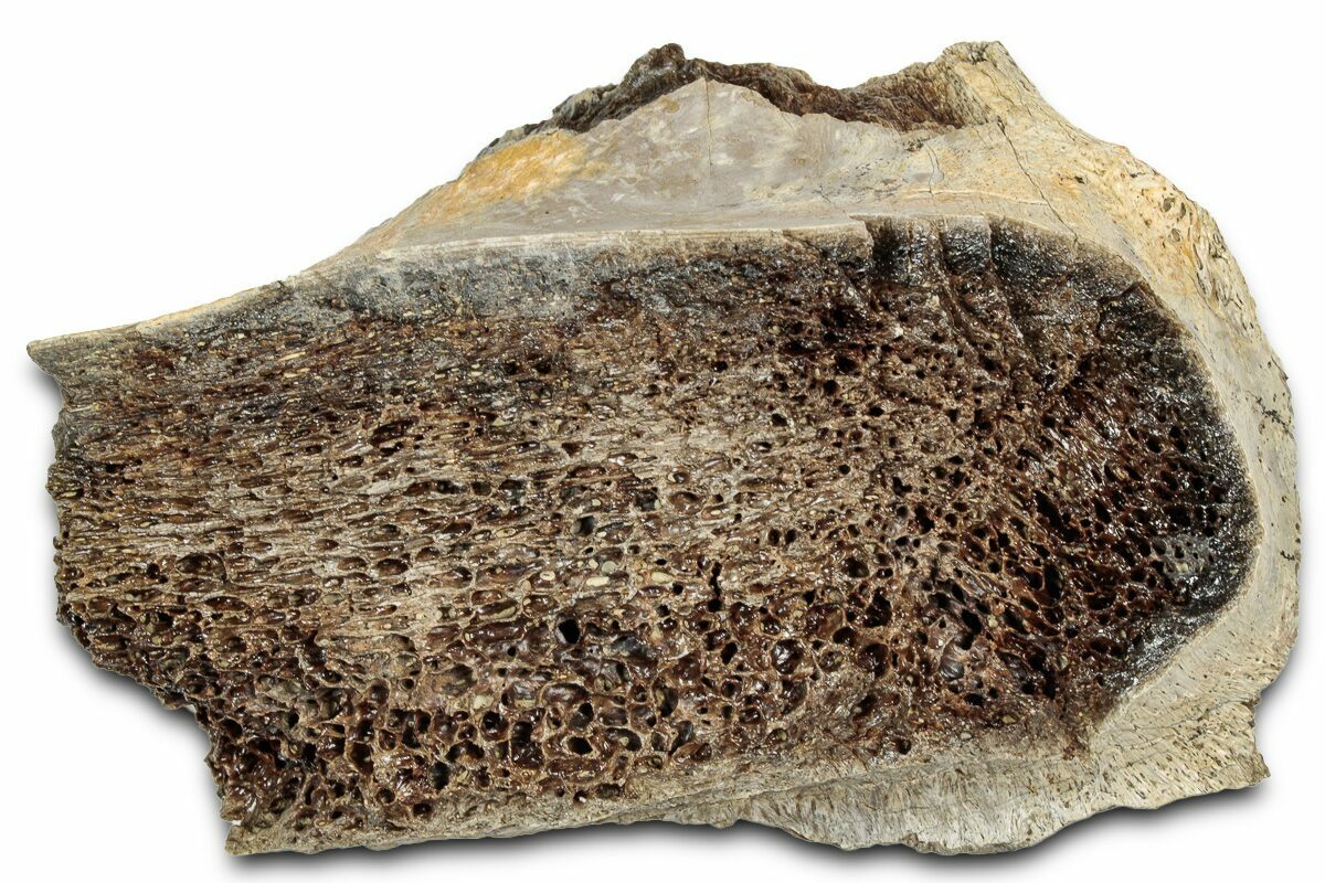 3.7" Fossil Tyrannosaur (T. rex) Bone Section - Wyoming (#328740) For ...