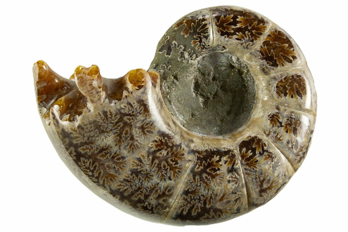 2.7" Polished, Chambered Ammonite (Argonauticeras) Fossil - Madagascar ...
