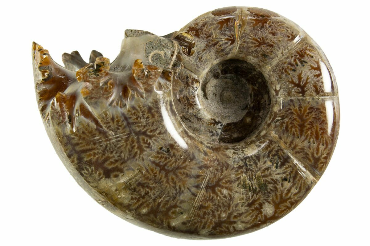 2.8" Polished, Chambered Ammonite (Argonauticeras) Fossil - Madagascar ...