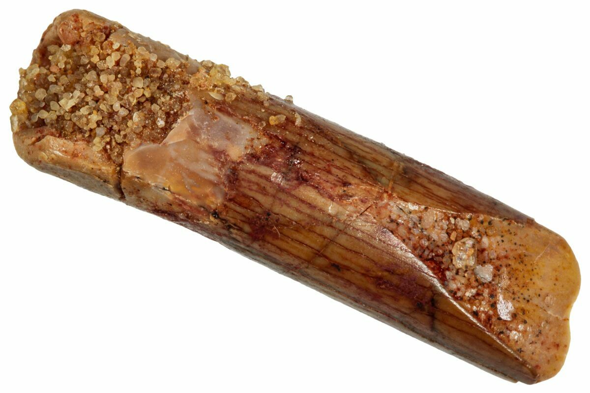 .80" Unusual Sauropod Dinosaur (Nigersaurus?) Tooth - Morocco (#329053 ...