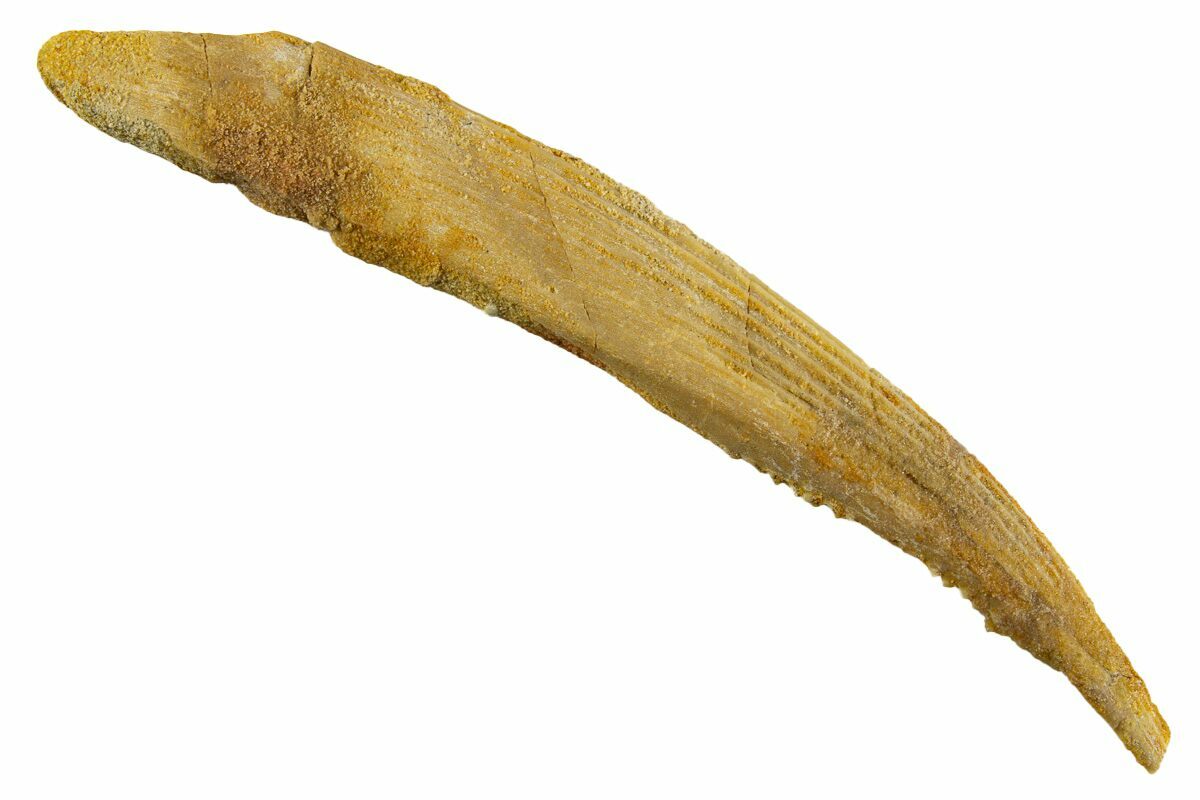 5.3" Fossil Shark (Hybodus) Dorsal Spine - Kem Kem Beds, Morocco ...