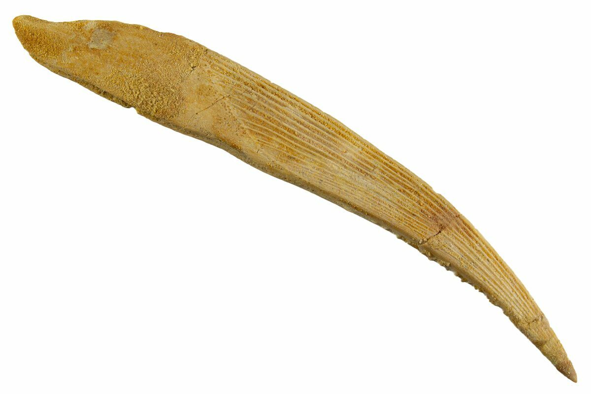 7" Fossil Shark (Hybodus) Dorsal Spine - Kem Kem Beds, Morocco (#329270 ...