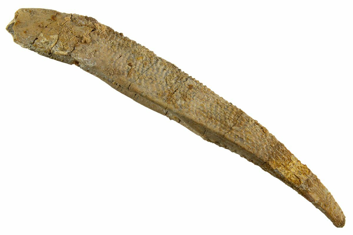 7.1" Fossil Shark (Asteracanthus) Dorsal Spine - Kem Kem Beds (#329277 ...