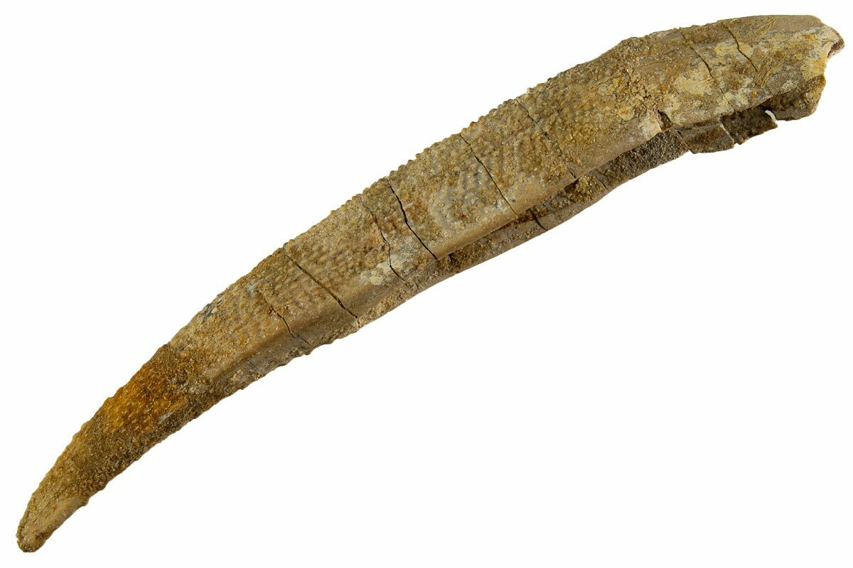 7.1" Fossil Shark (Asteracanthus) Dorsal Spine - Kem Kem Beds (#329277 ...