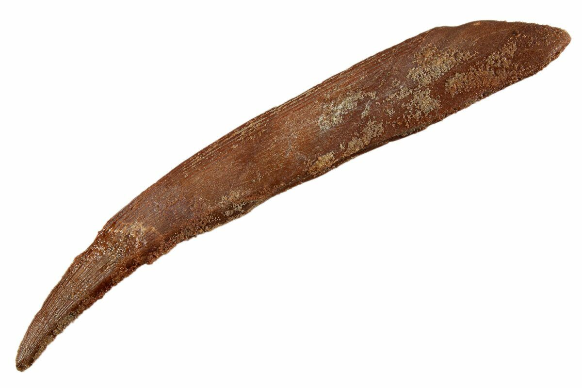 8.65" Fossil Shark (Hybodus) Dorsal Spine - Kem Kem Beds, Morocco ...
