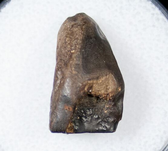 .76" Ceratopsid Tooth - Judith River (#17651) For Sale - FossilEra.com