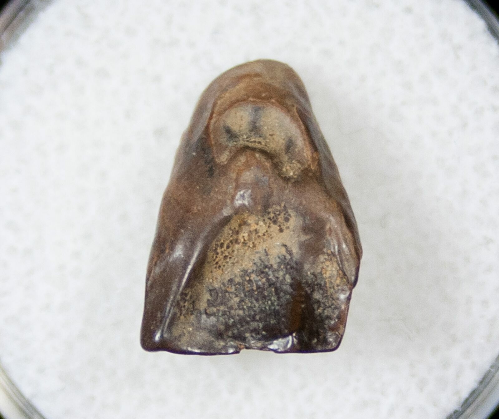 .59" Ceratopsid Dinosaur Tooth - Judith River (#17656) For Sale ...