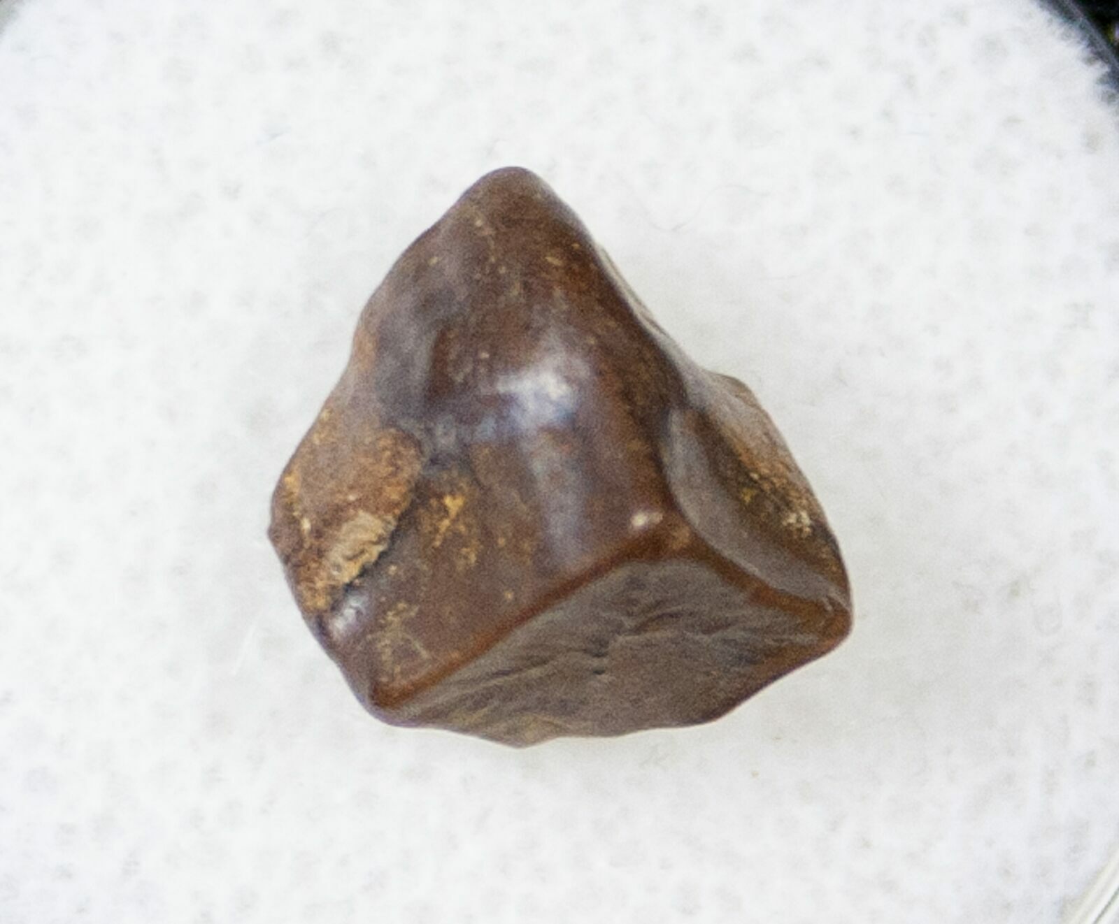 .37" Ceratopsid Tooth - Judith River (#17660) For Sale - FossilEra.com