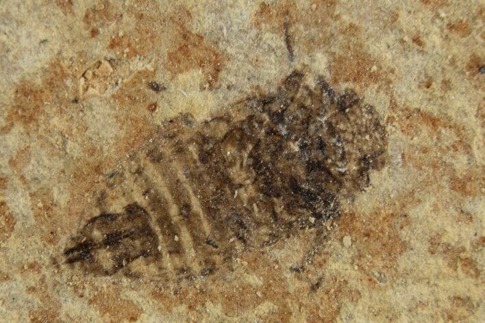 .22" Detailed Fossil Leafhopper (Homoptera) - France (#267685) For Sale ...