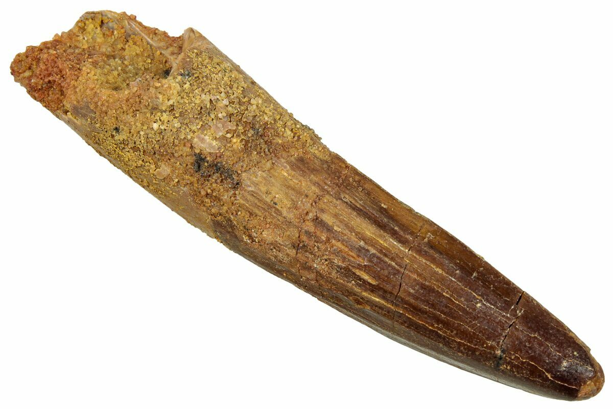 2.55" Fossil Spinosaurus Tooth - Real Dinosaur Tooth (#329619) For Sale ...