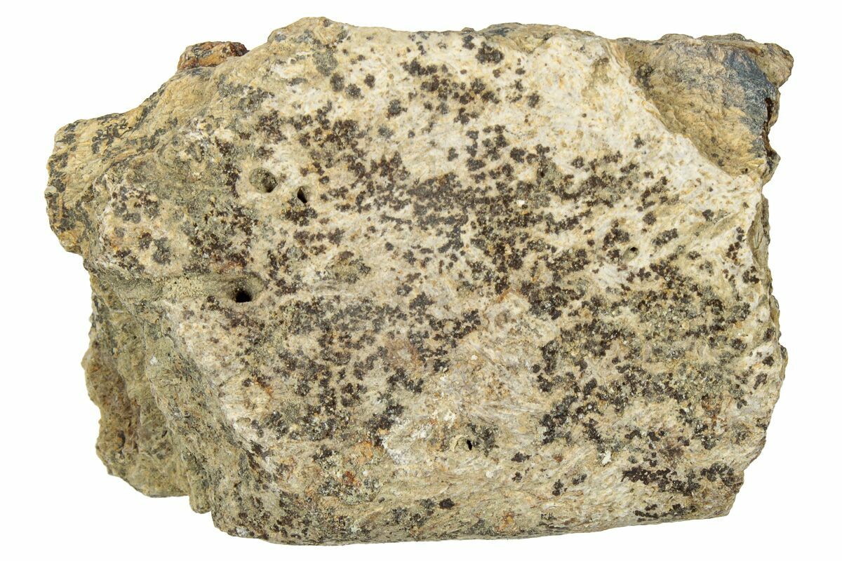 1.6" Dinosaur (Triceratops) Frill Shield Section - Montana (#330168 ...