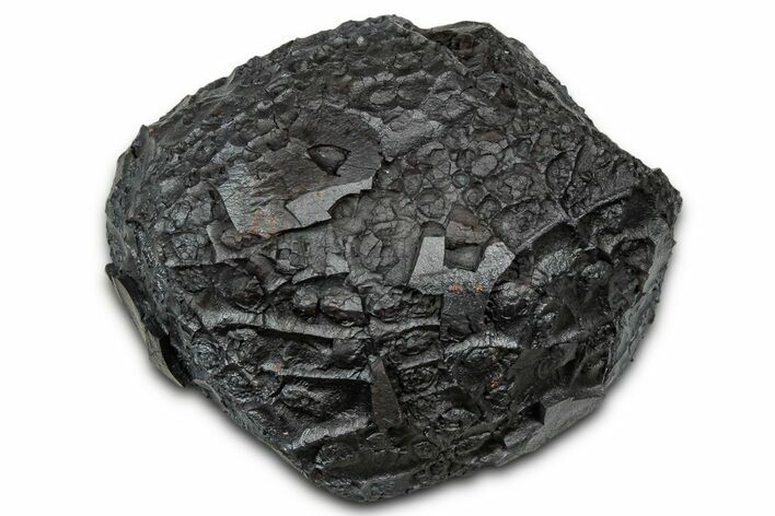 2.65" Dragon Scale Stone (Iron, Manganese, Siderite Nodule) (#330319 ...