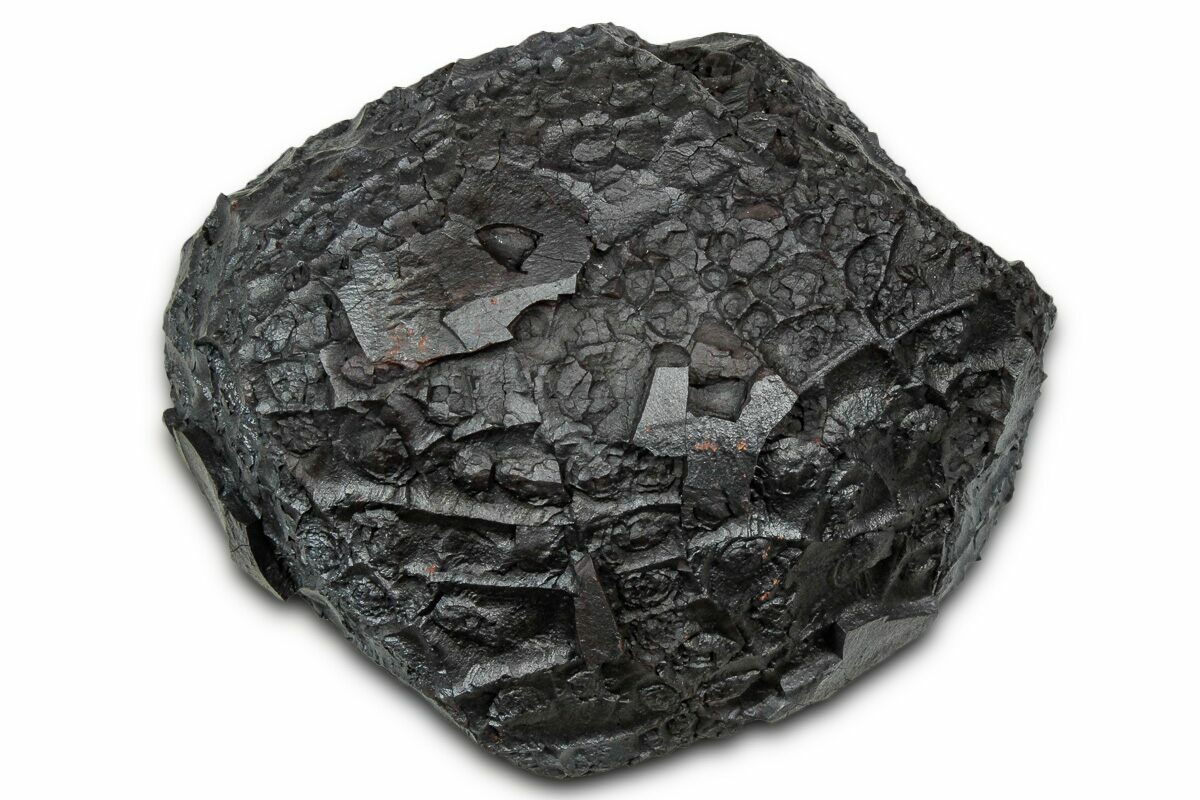 2.65" Dragon Scale Stone (Iron, Manganese, Siderite Nodule) (#330319 ...