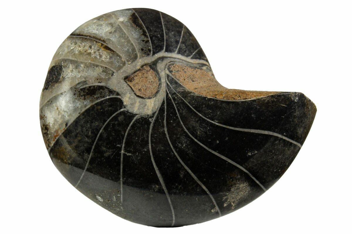 1.7" Polished Fossil Nautilus (Cymatoceras) - Unusual Black Color ...
