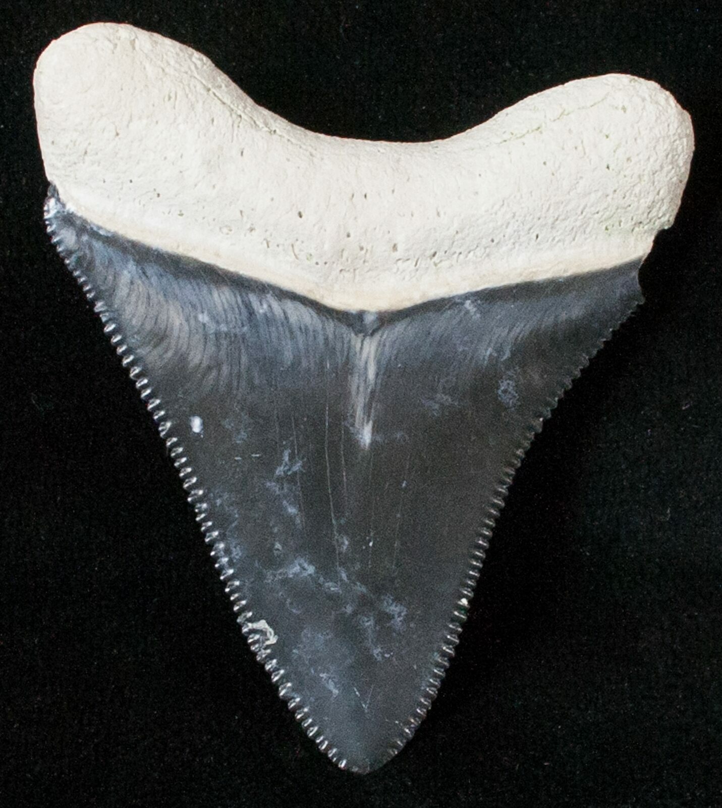 1.63" Serrated Bone Valley Megalodon Tooth (#17966) For Sale ...