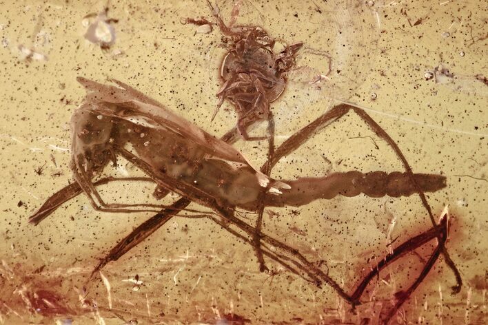 Fossil Walking Stick (Phasmatodea) In Baltic Amber - Rare Inclusion ...