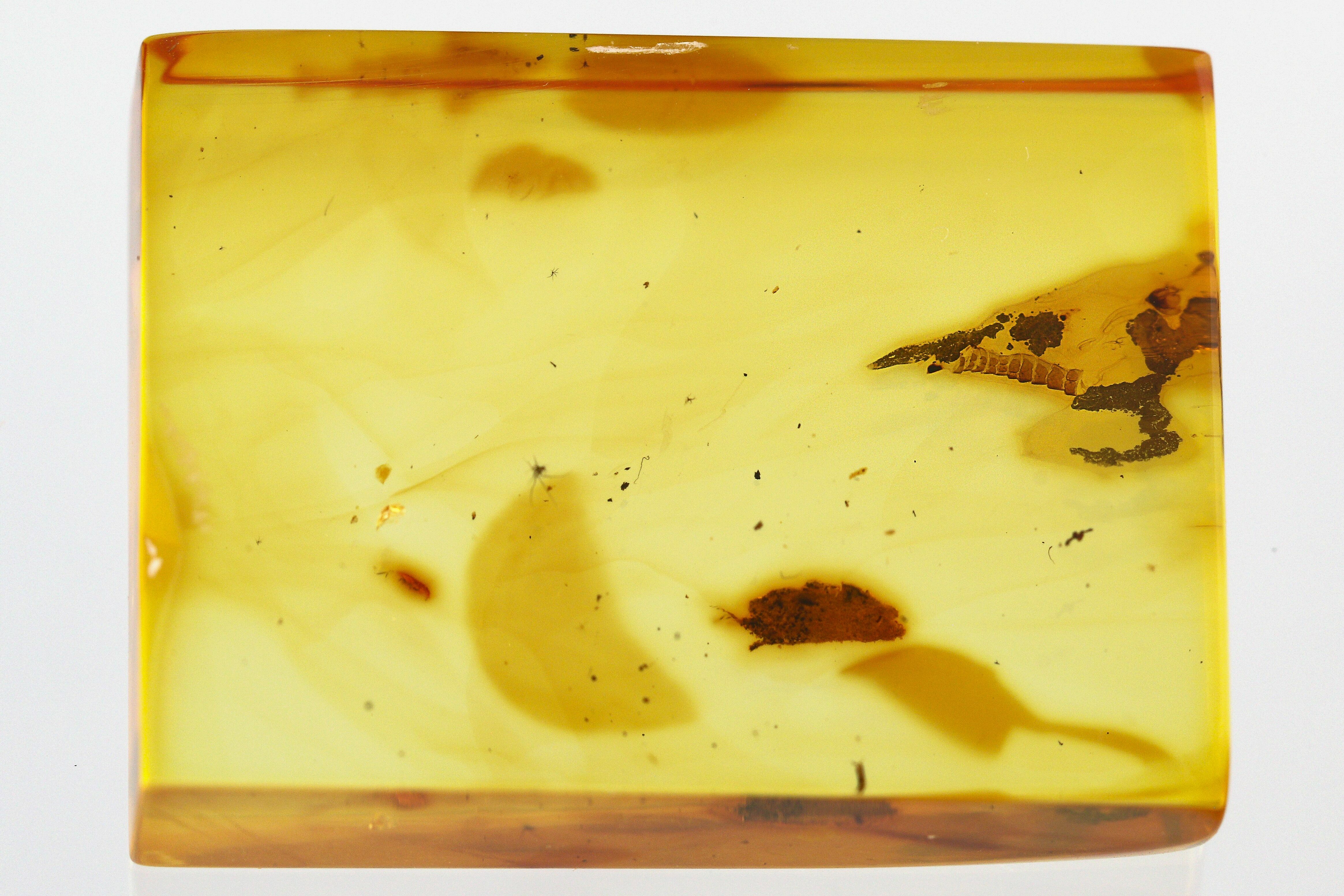 Extremely Rare Fossil Reptile Skin In Baltic Amber (#330721) For Sale ...
