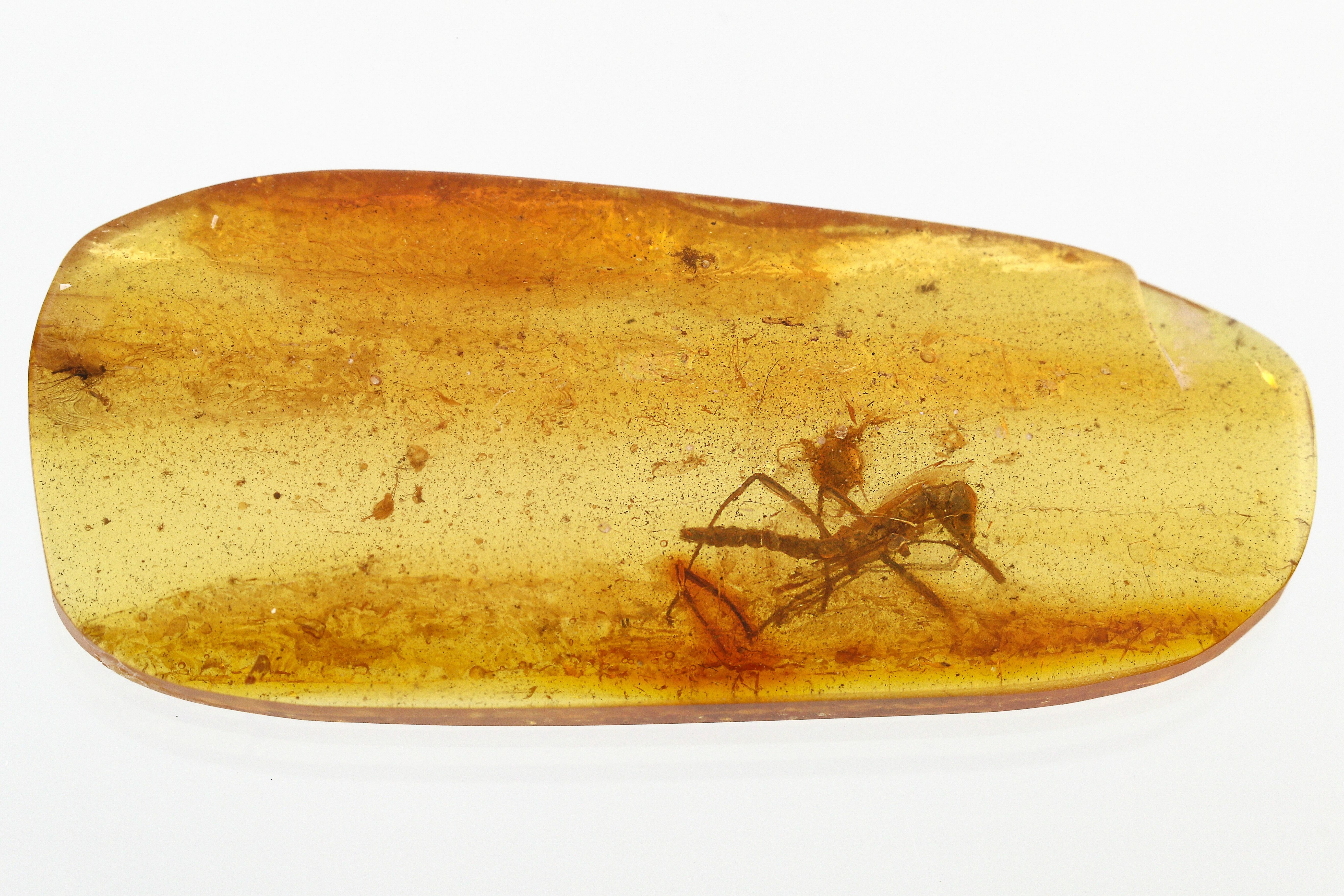 Fossil Walking Stick (Phasmatodea) In Baltic Amber - Rare Inclusion ...