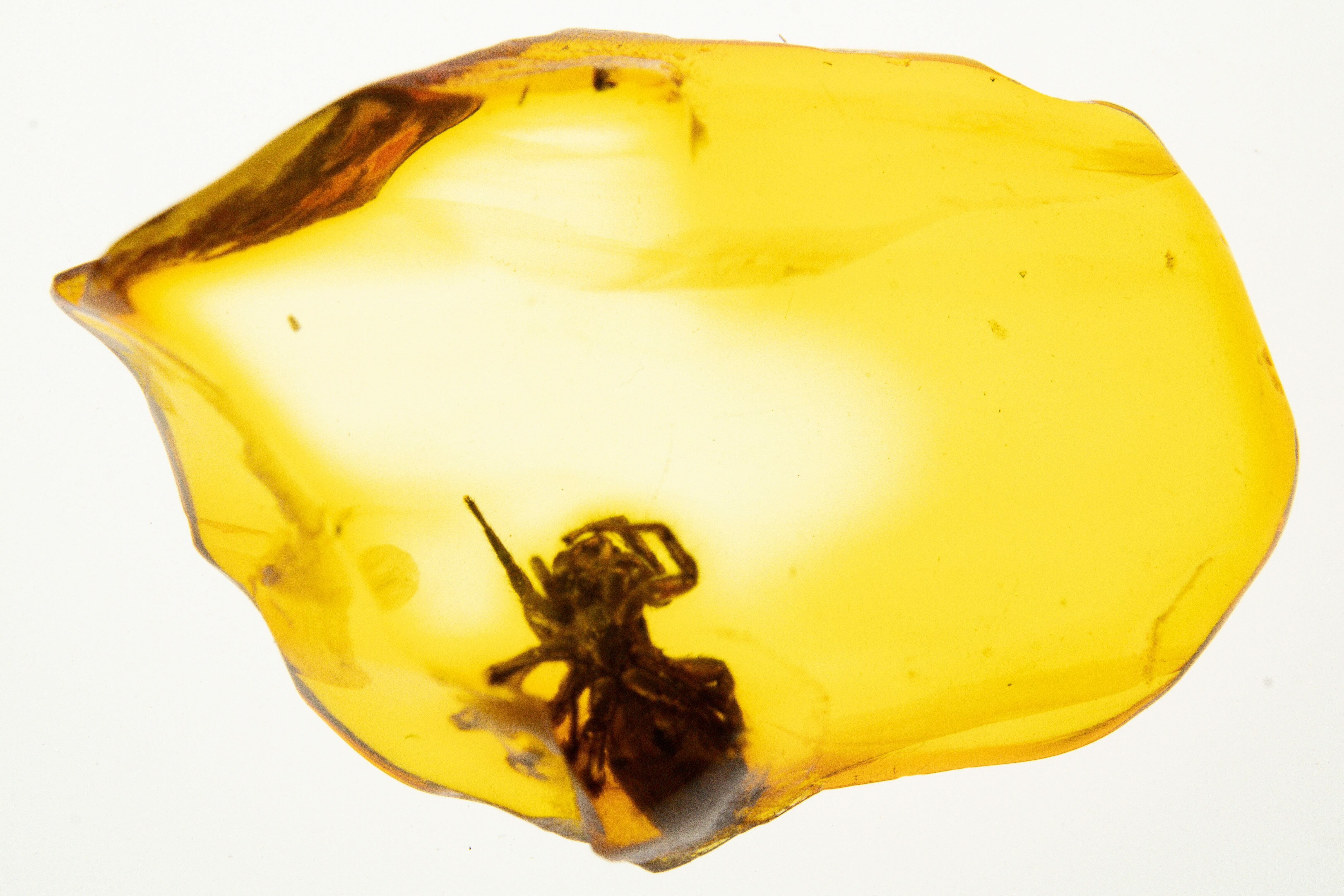 Detailed Fossil Jumping Spider (Salticidae) In Baltic Amber (#330728 ...