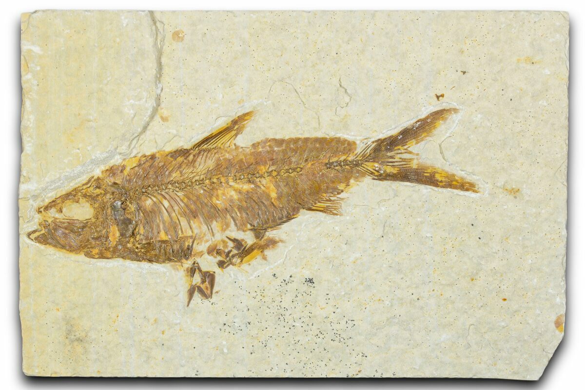 3.55" Detailed Fossil Fish (Knightia) - Wyoming (#330803) For Sale ...