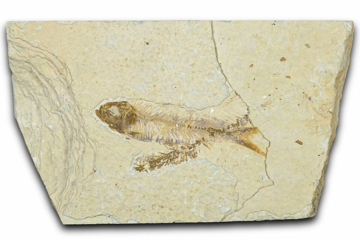 2.6" Detailed Fossil Fish (Knightia) - Wyoming (#330809) For Sale ...